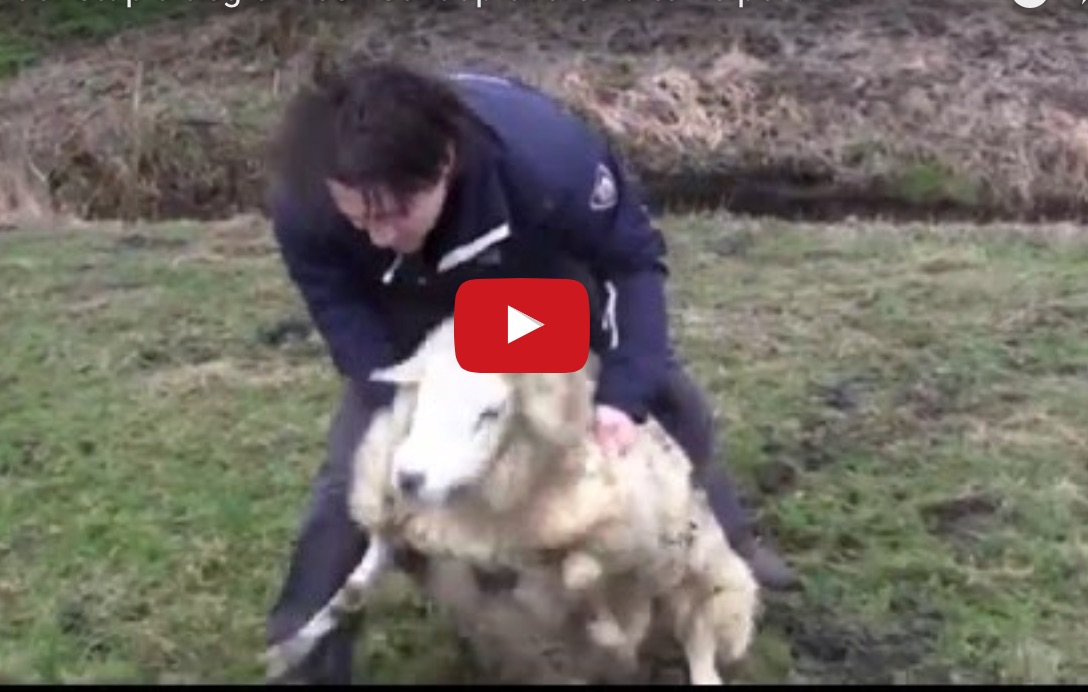 Schaap op rug - Het Reckveld