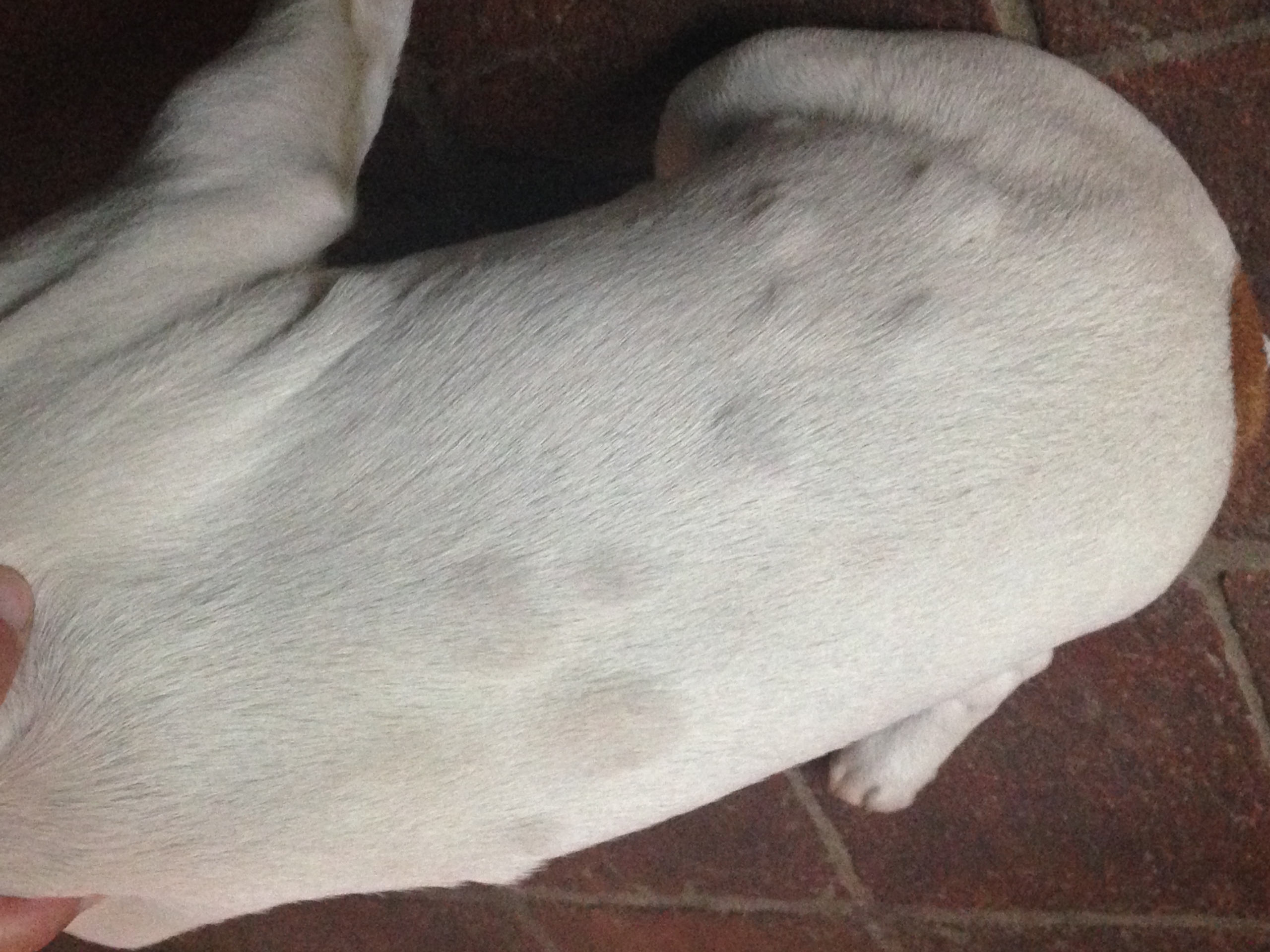 Urticaria (netelroos) en angio-oedeem - Het Reckveld