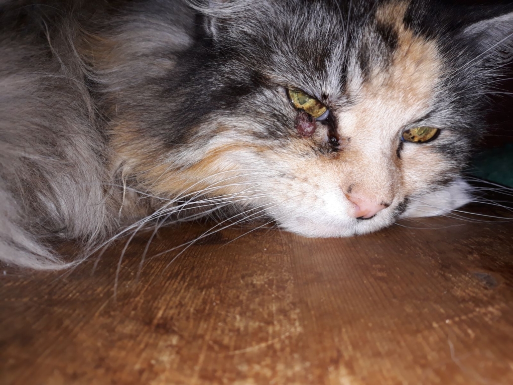 Poes met vergroeide polsgewrichten en bult onder oog - Het Reckveld