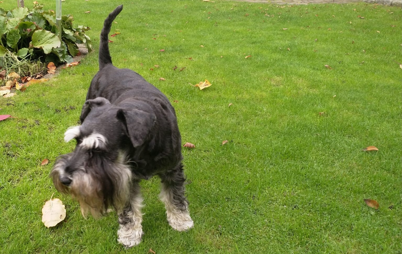 Hond met (ontstoken) talgbulten - Het Reckveld